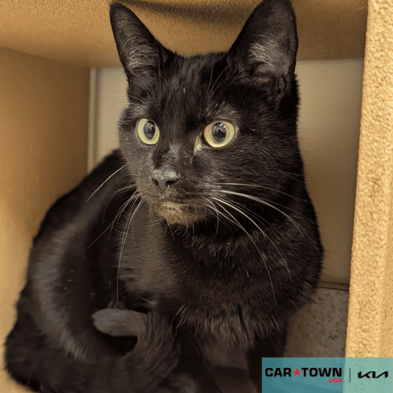 Main Adoption Center – Lexington Humane Society