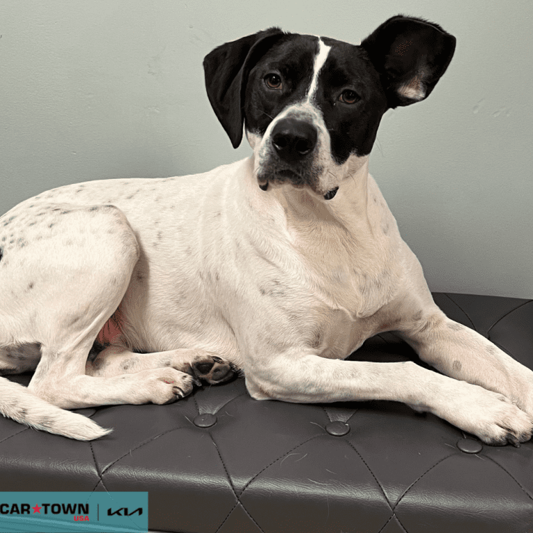 Main Adoption Center – Lexington Humane Society