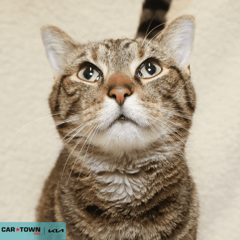 Main Adoption Center – Lexington Humane Society