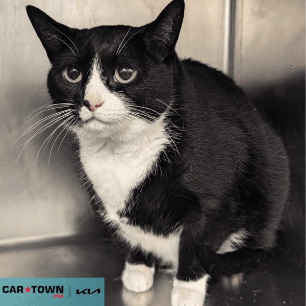 Everyday Adoption Center at PetSmart in Hamburg – Lexington Humane Society