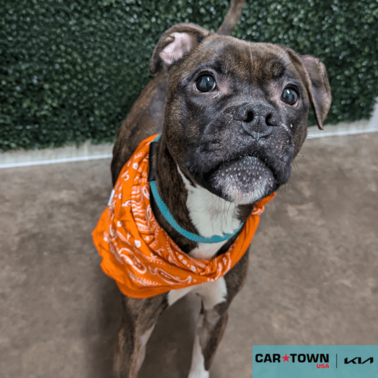 Main Adoption Center – Lexington Humane Society