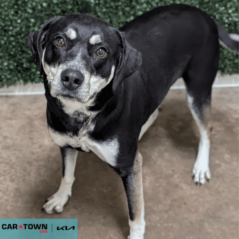 Everyday Adoption Center at PetSmart in Hamburg – Lexington Humane Society