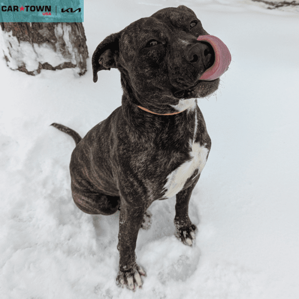 Main Adoption Center – Lexington Humane Society