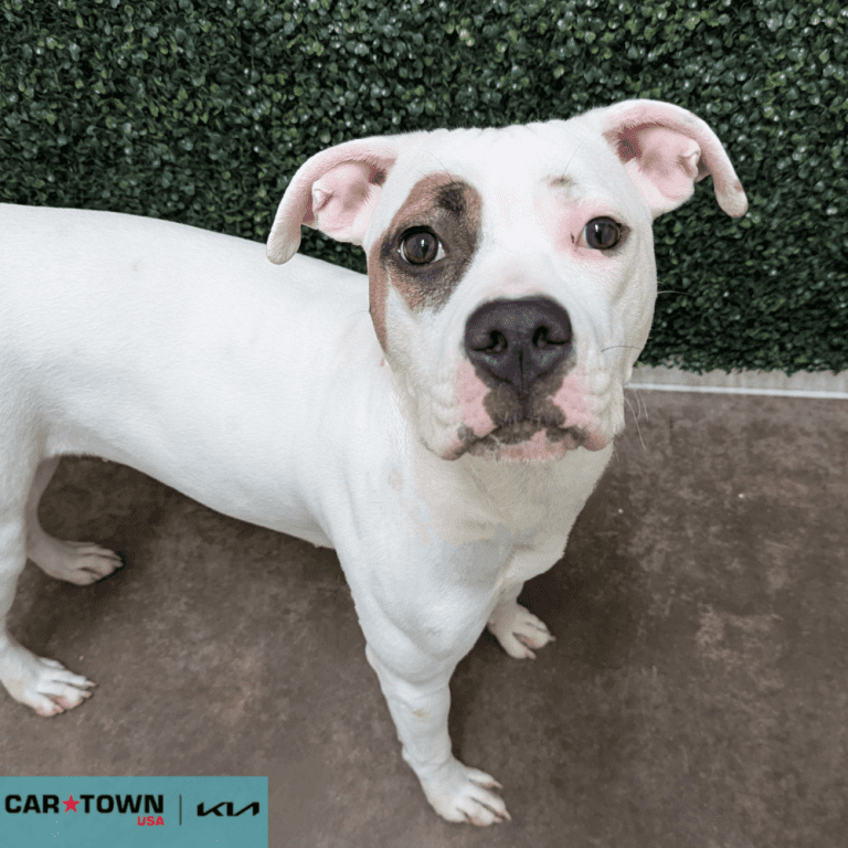 Everyday Adoption Center at PetSmart in Hamburg – Lexington Humane Society
