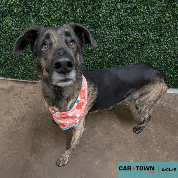 Everyday Adoption Center at PetSmart in Hamburg – Lexington Humane Society