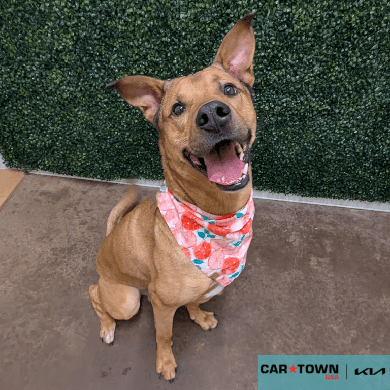 Main Adoption Center – Lexington Humane Society