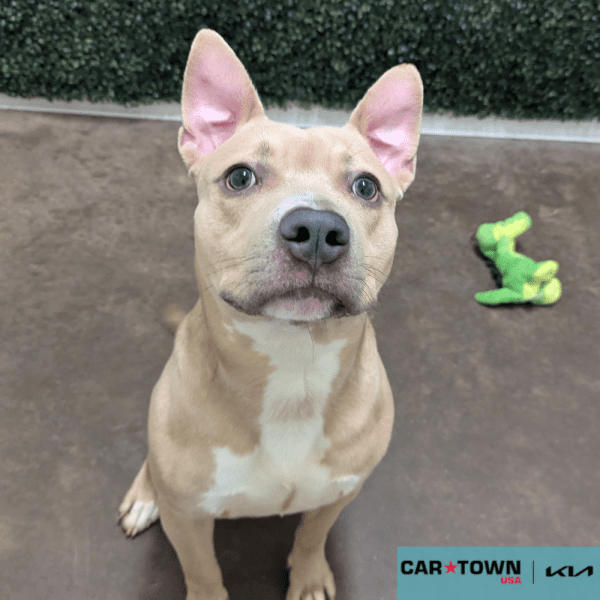 Main Adoption Center – Lexington Humane Society