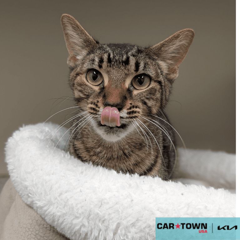 Everyday Adoption Center at PetSmart in Hamburg – Lexington Humane Society