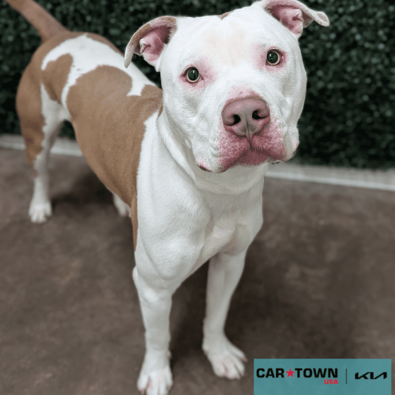 Main Adoption Center – Lexington Humane Society