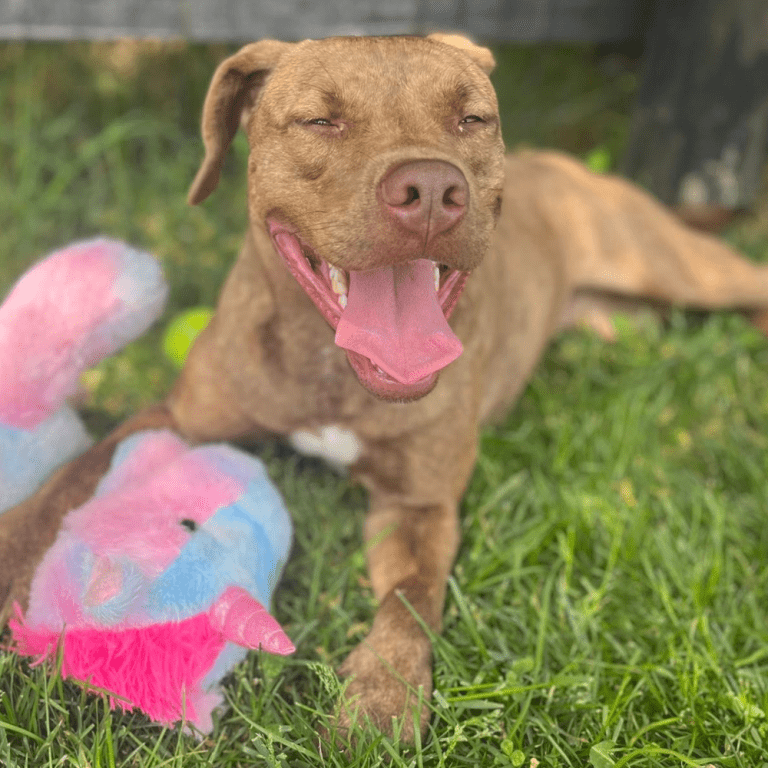Foster – Lexington Humane Society