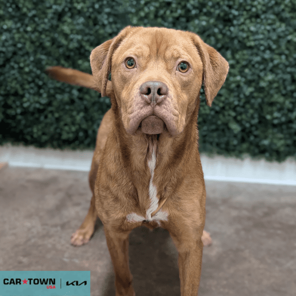 Main Adoption Center – Lexington Humane Society