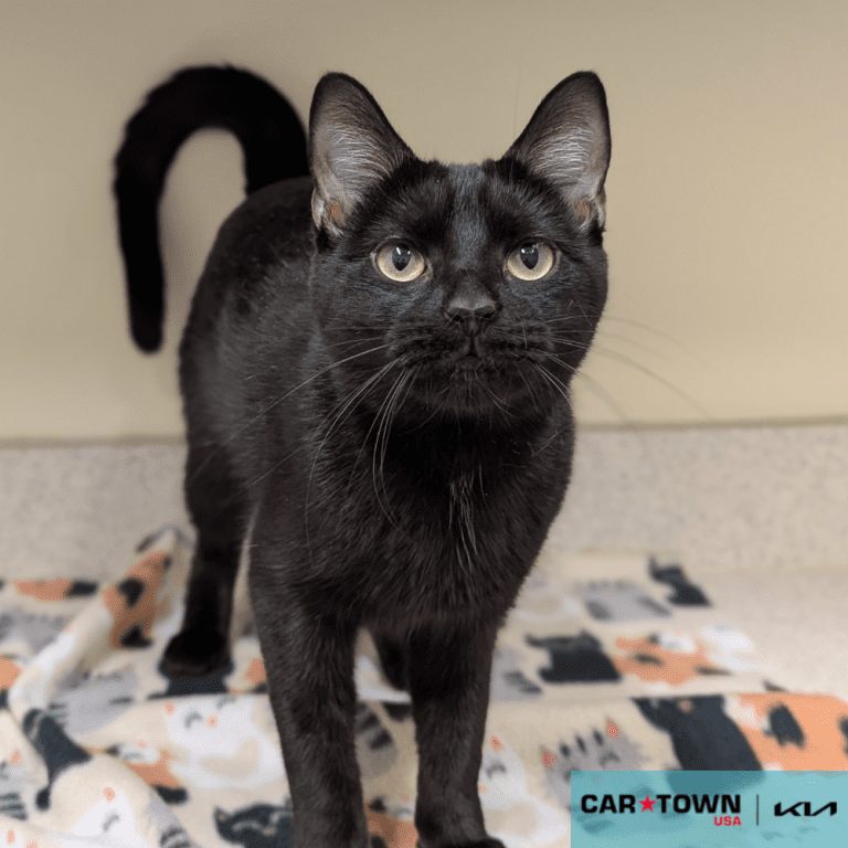 Everyday Adoption Center at PetSmart in Hamburg – Lexington Humane Society