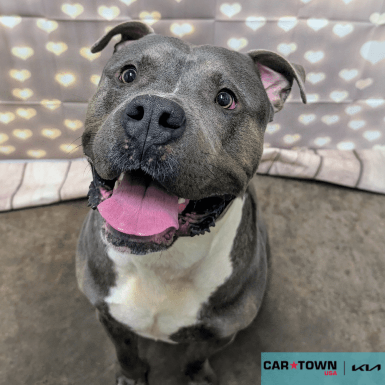Main Adoption Center – Lexington Humane Society