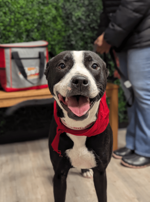 Meet Our Team – Lexington Humane Society