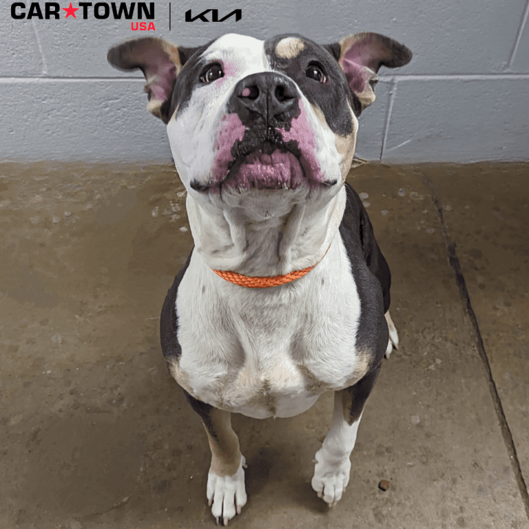 Main Adoption Center – Lexington Humane Society
