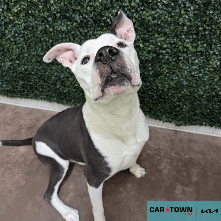 Everyday Adoption Center at PetSmart in Hamburg – Lexington Humane Society