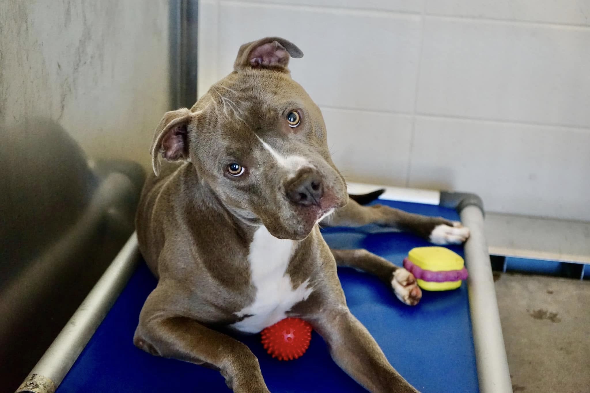 Our Wish List – Lexington Humane Society