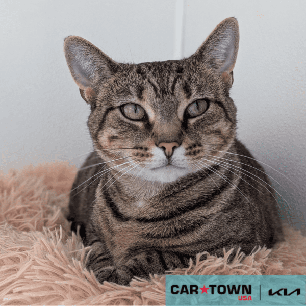Everyday Adoption Center at PetSmart in Hamburg – Lexington Humane Society