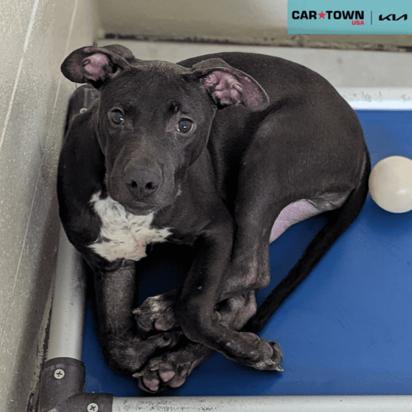 Main Adoption Center – Lexington Humane Society