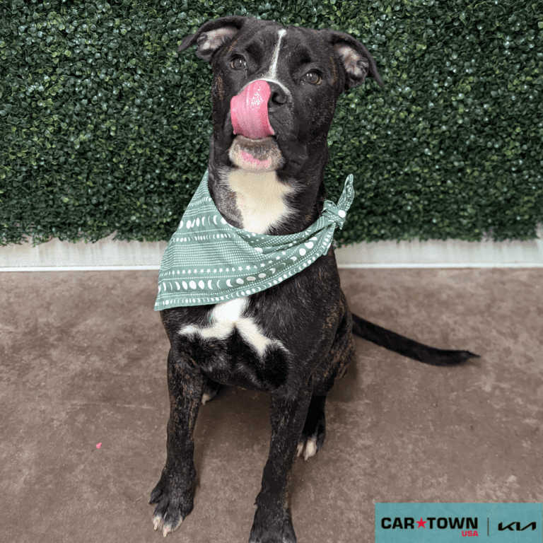 Main Adoption Center – Lexington Humane Society