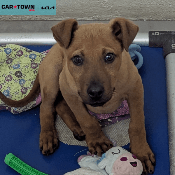 Main Adoption Center – Lexington Humane Society