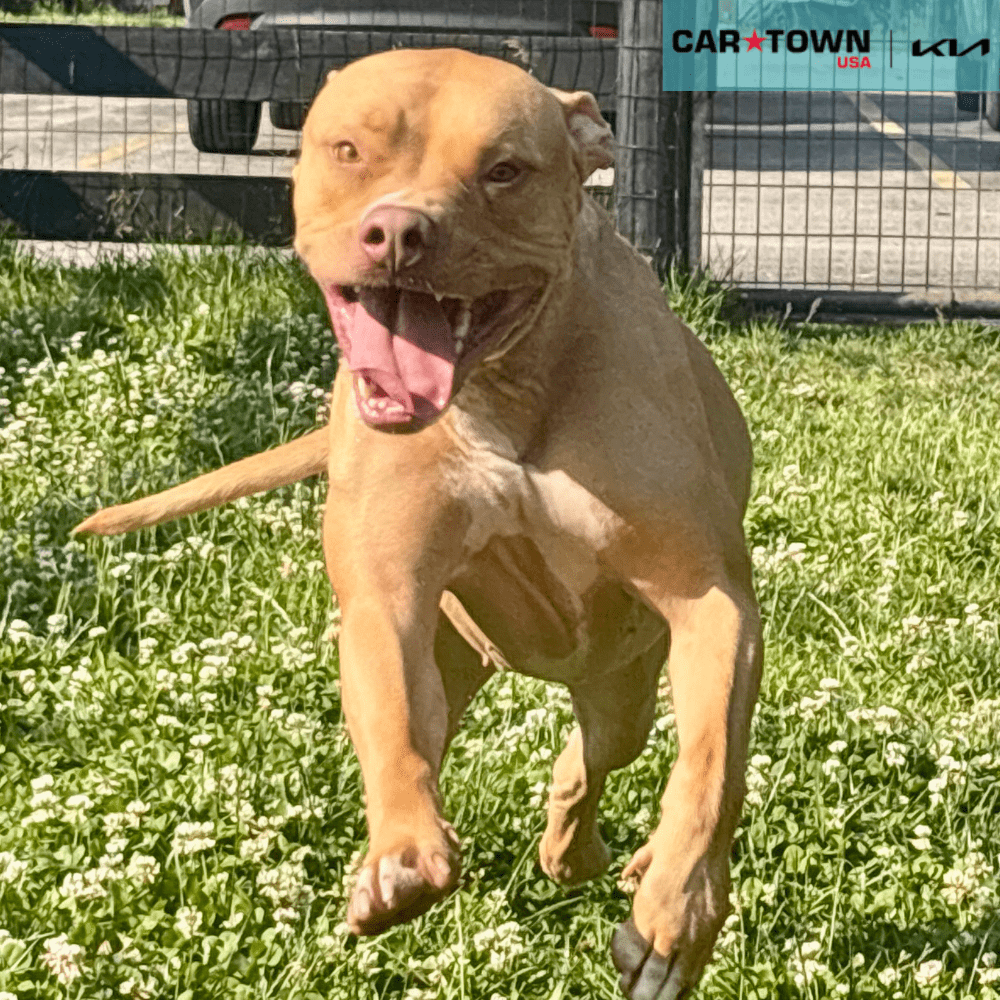 Main Adoption Center – Lexington Humane Society
