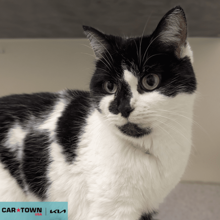 Main Adoption Center – Lexington Humane Society
