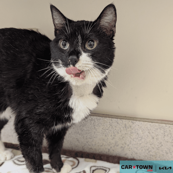 Main Adoption Center – Lexington Humane Society