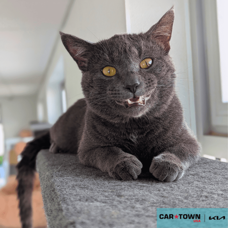 Main Adoption Center – Lexington Humane Society
