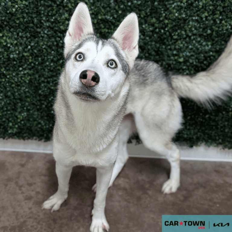 Main Adoption Center – Lexington Humane Society
