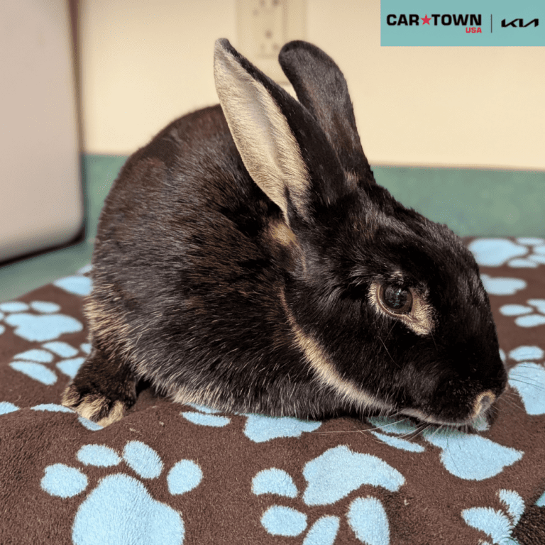 Main Adoption Center – Lexington Humane Society