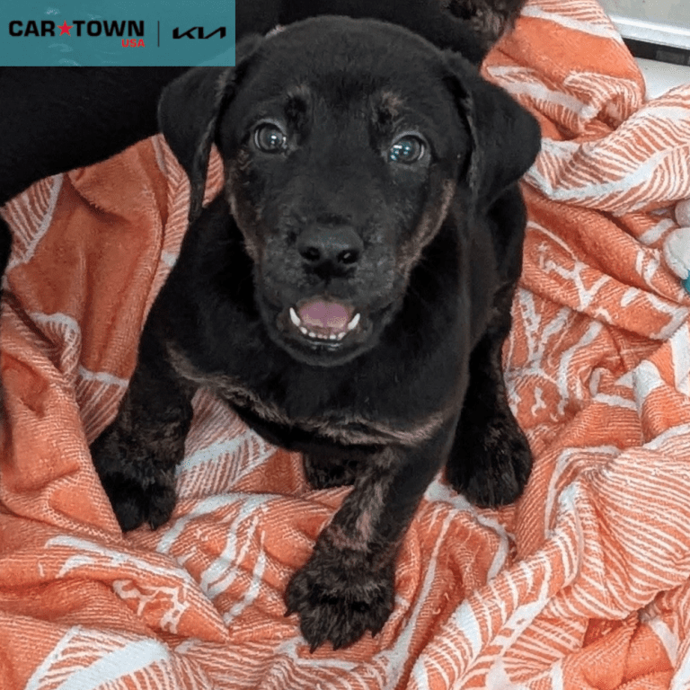 Main Adoption Center – Lexington Humane Society