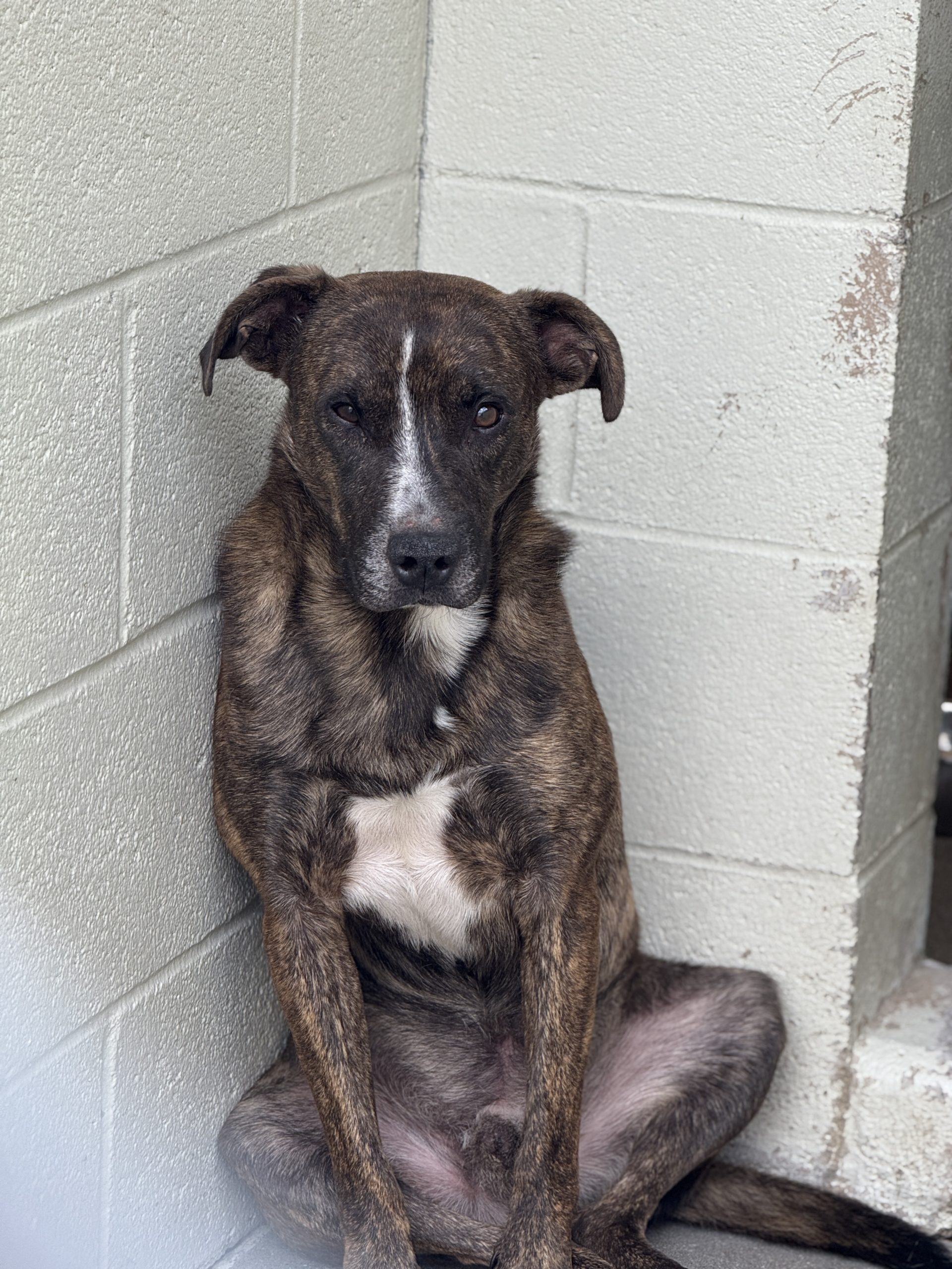 Donate – Lexington Humane Society