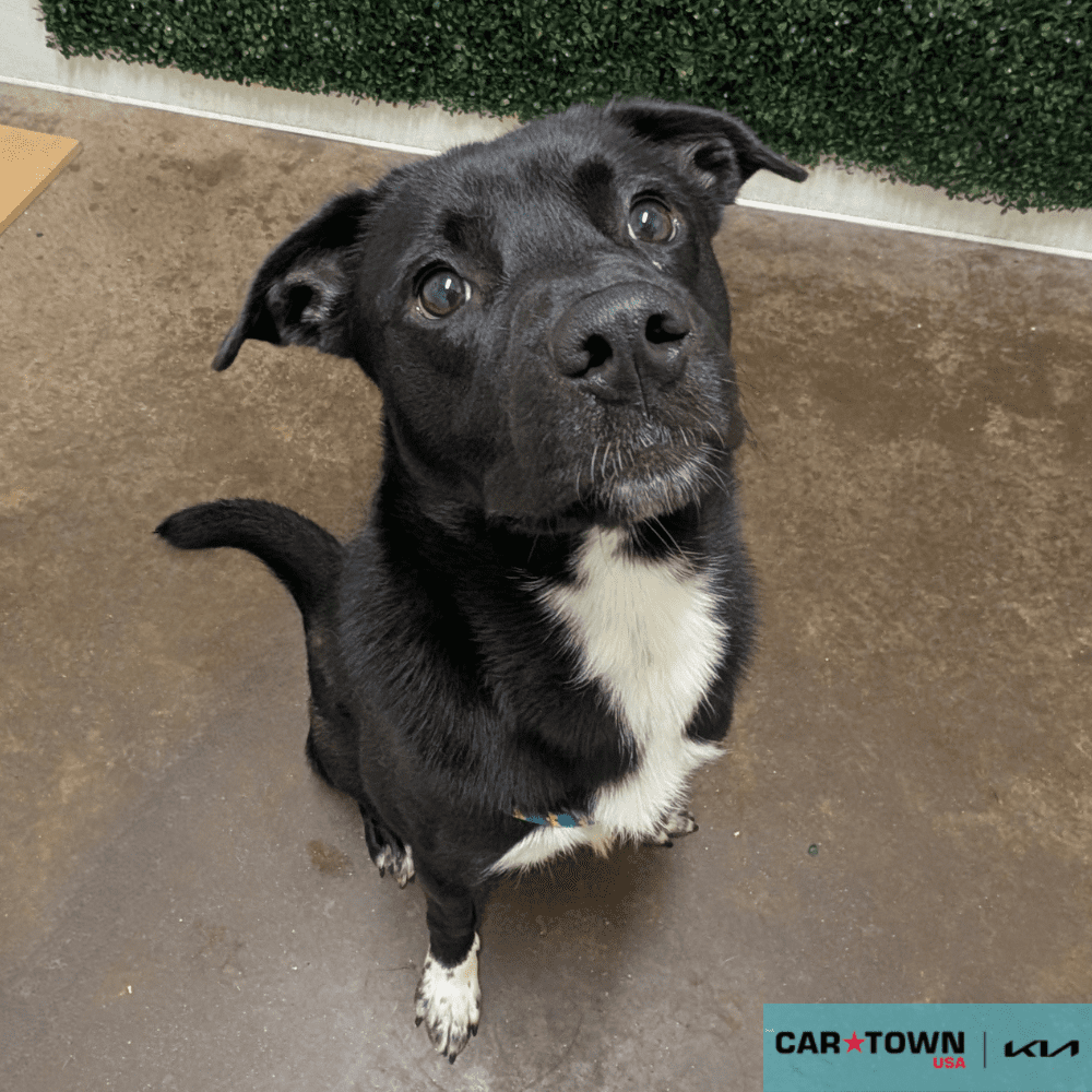 Susan M. Malcomb Humane Campus – Lexington Humane Society