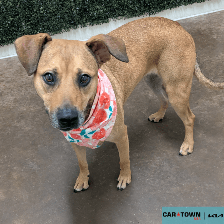 Susan M. Malcomb Humane Campus – Lexington Humane Society