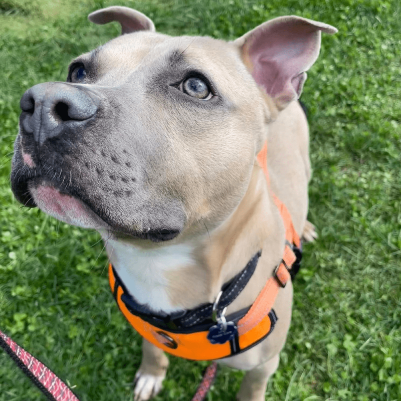Boo – Lexington Humane Society